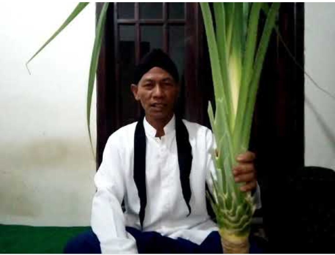 Tangkai pandan duri atau pandan laut barang dikirim sesuai dengan foto ...