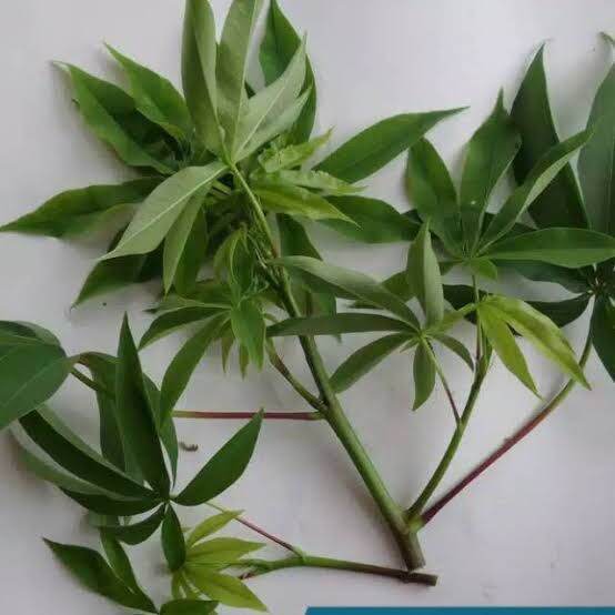 Daun kapuk daun randu segar 1 kilo daun herbal | Lazada Indonesia