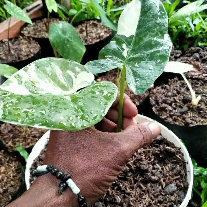 TANAMAN HIAS LOMPONG VARIGATA | Lazada Indonesia