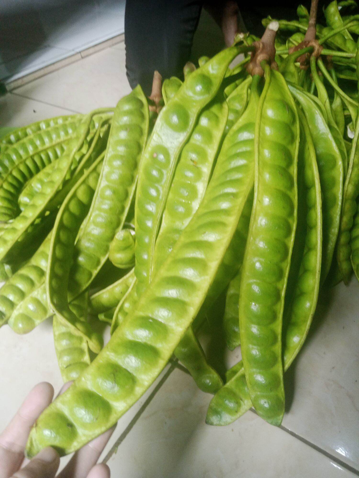 pete buah petai super berkualitas terbaik isi 10(cod) | Lazada Indonesia