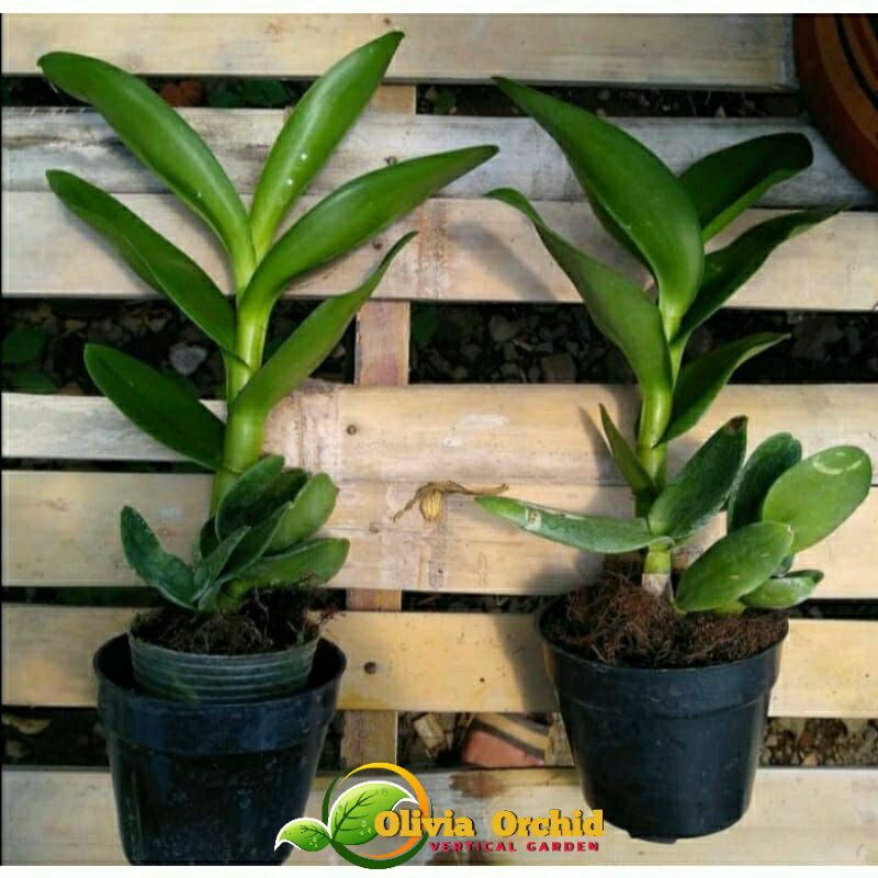 ANGGREK DENDROBIUM DENDRO Anggrek Dendrobium Violaceoflavens sp Anggrek ...