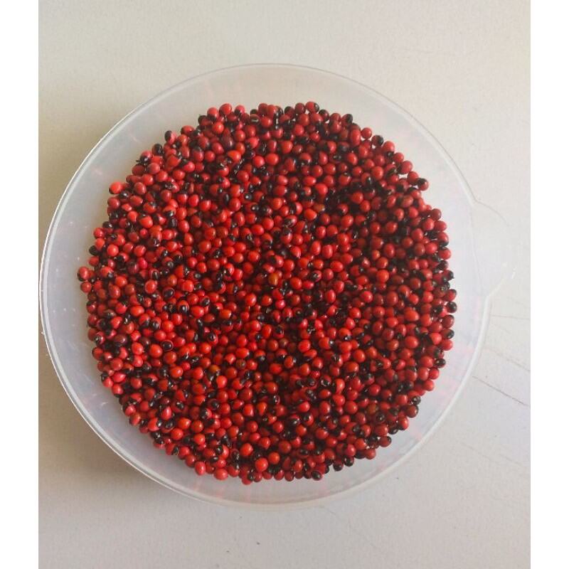 biji saga rambat/sogo telik 50 butir | Lazada Indonesia