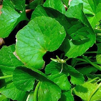 Daun Pegagan segar daun antanan per 1 kg | Lazada Indonesia