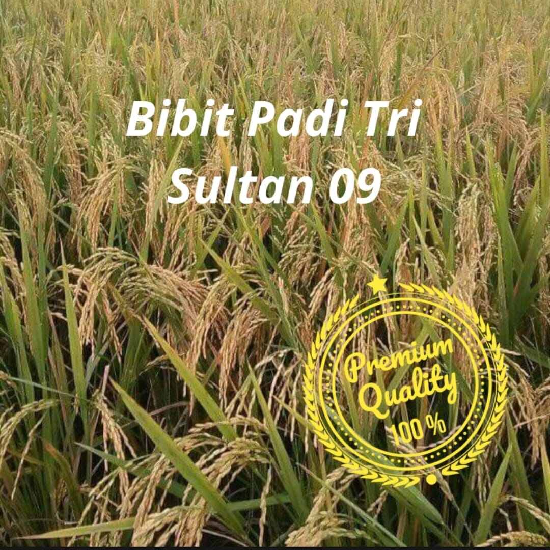 COD BENIH PADI UNGGUL TRI SULTAN PREMIUM KUALITAS 1KG | Lazada Indonesia