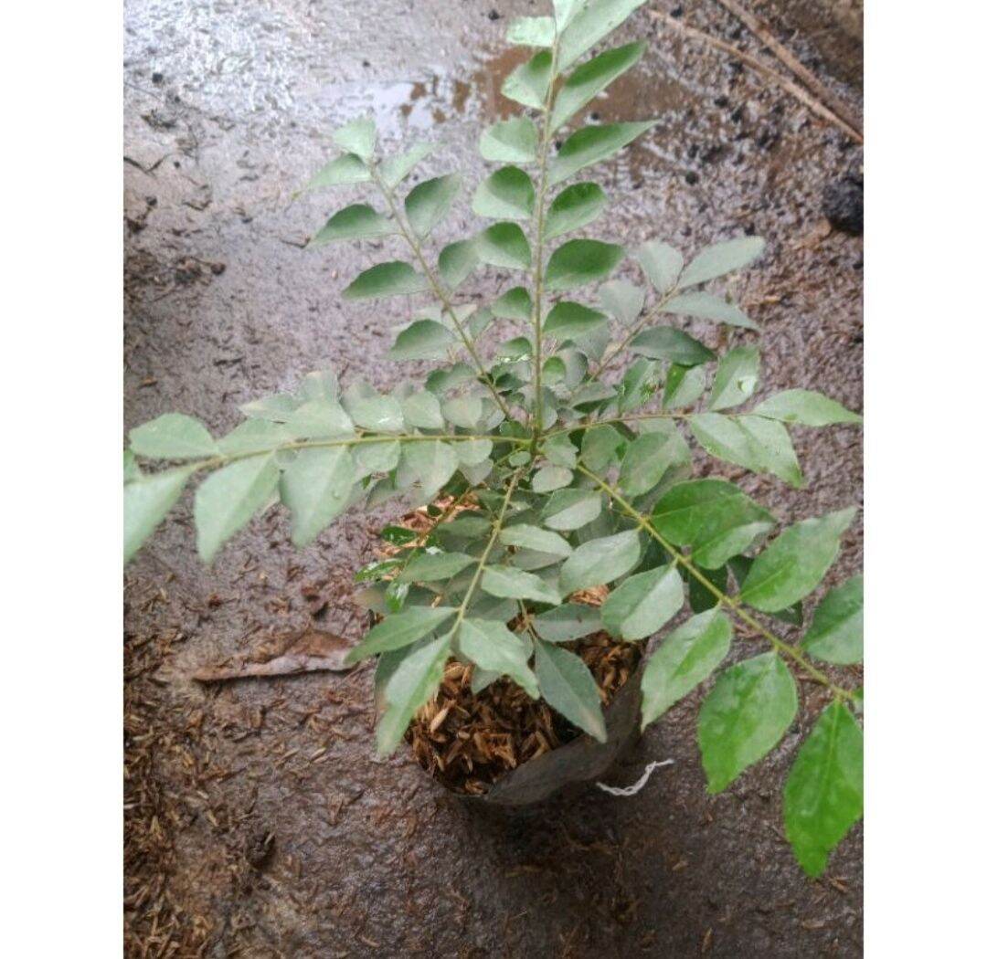 tanaman kari!daun salam koja | Lazada Indonesia