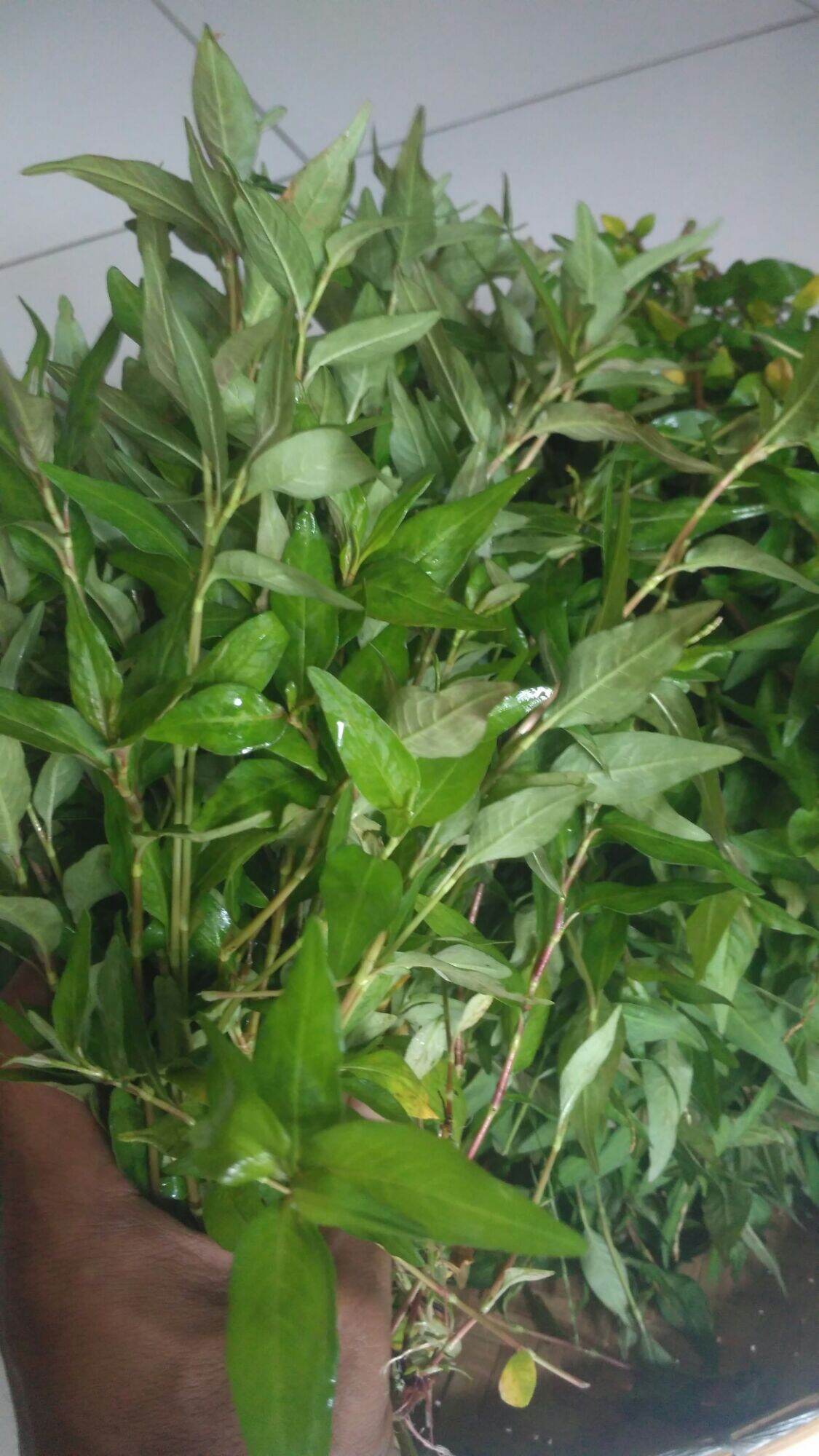 Daun Kesum Segar 500 Gram - Daun Laksa Leaf Segar Organik | Lazada ...