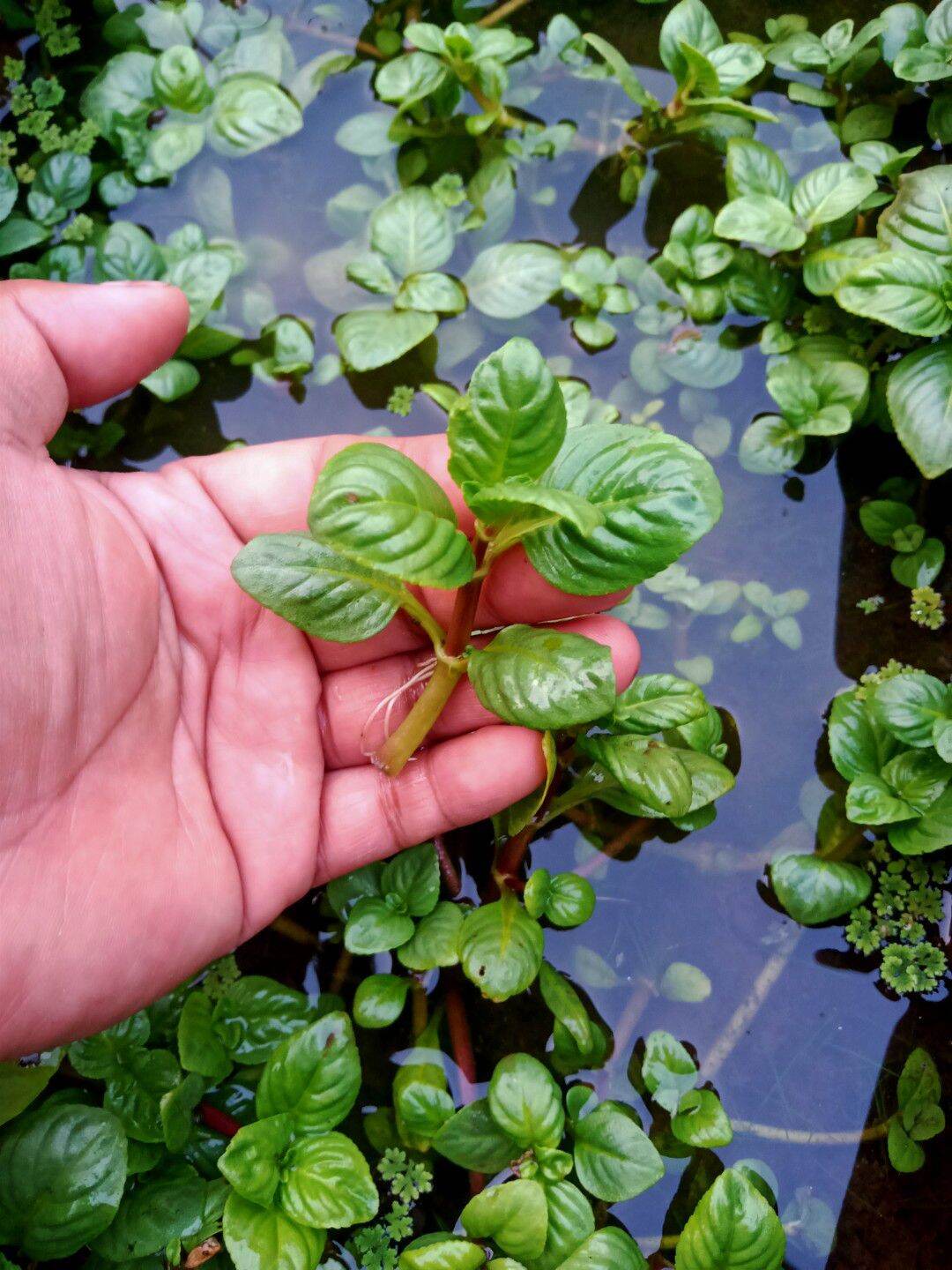 Limnophila Rugosa