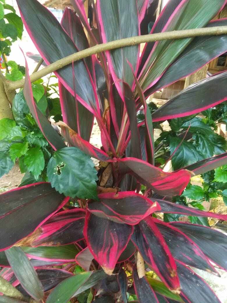 DAUN HANJUANG/KIHANJUANG MERAH 12.LEMBAR OBAT HERBAL | Lazada Indonesia