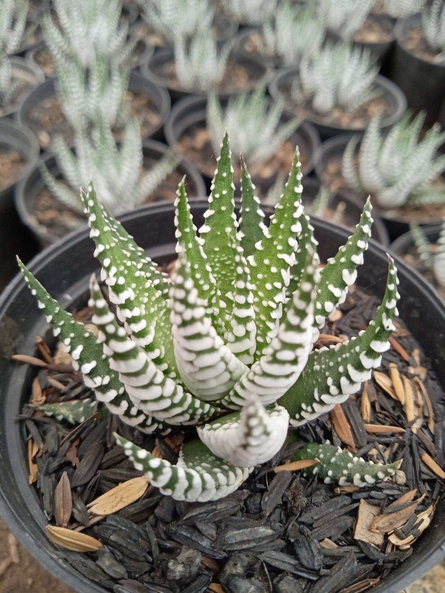 kaktus haworthia zebra freepot | Lazada Indonesia