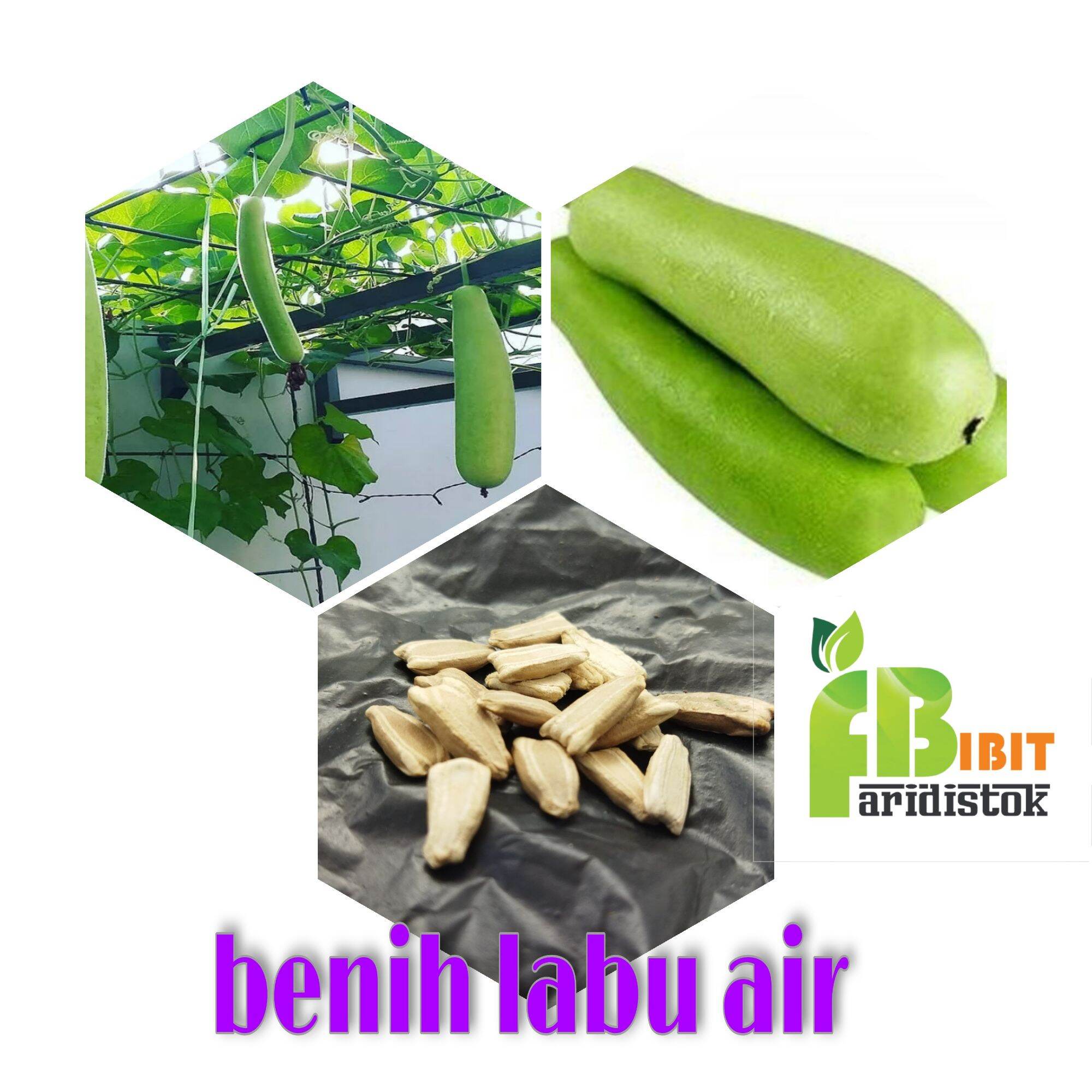 100 biji benih labu air panjang | Lazada Indonesia 100 biji benih labu air panjang | Lazada Indonesia