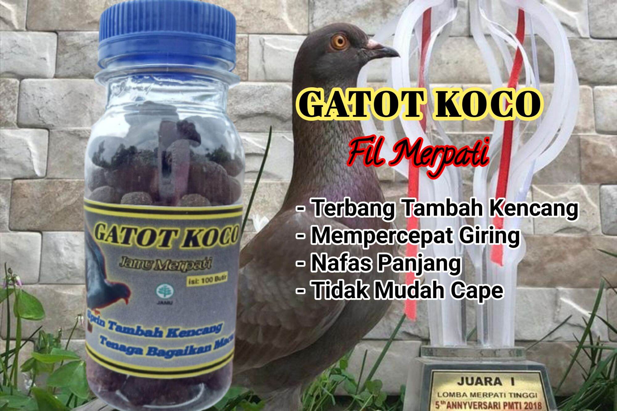 Jamu Merpati Gatot Koco Raja Nya Jamu Yang Bisa Bikin Merpati Jadi ...