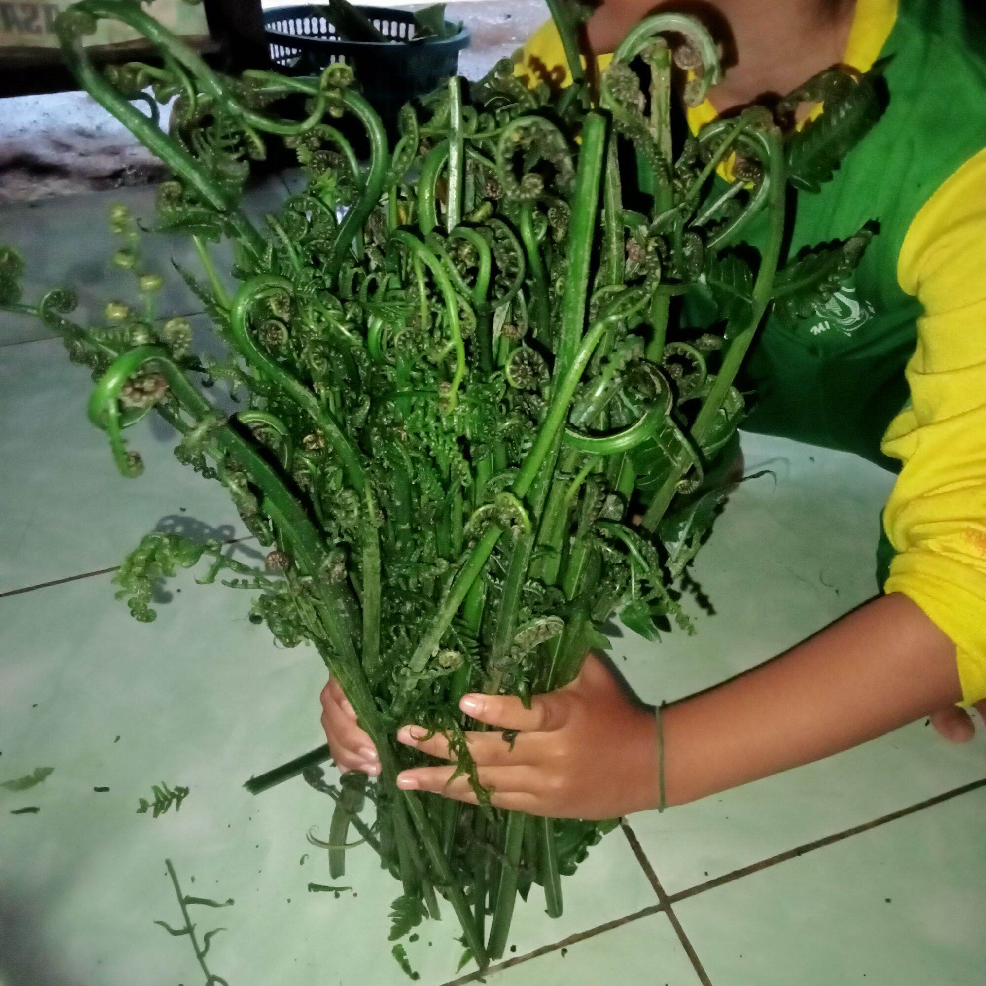 pakis sayur masih press ada yang pesen Baruk petik satu kilo harga ...