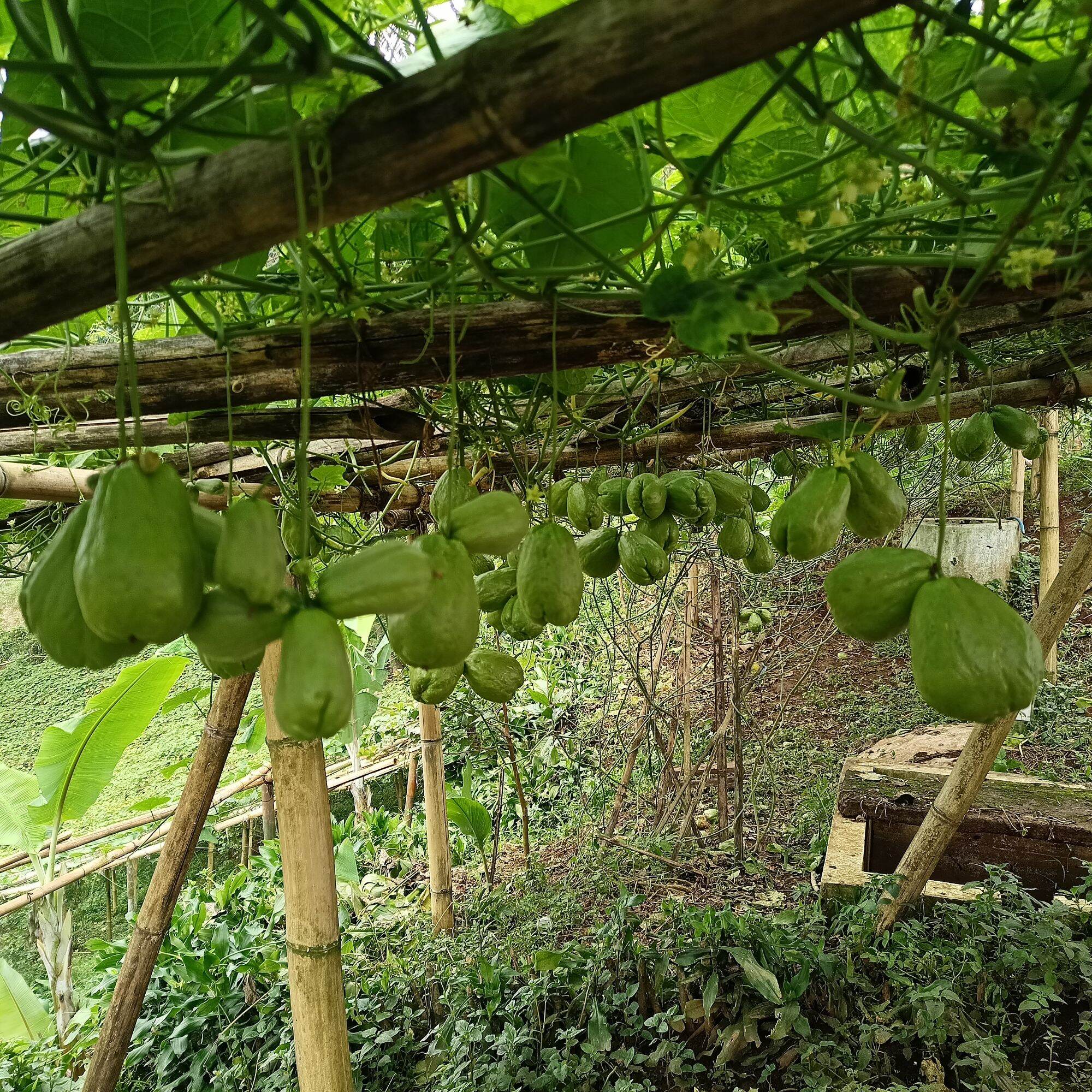 BIBIT LABU SIAM ANGGUR / LABU JEPANG / LABU PEKON / GAMBAS JENIS ANGGUR ...