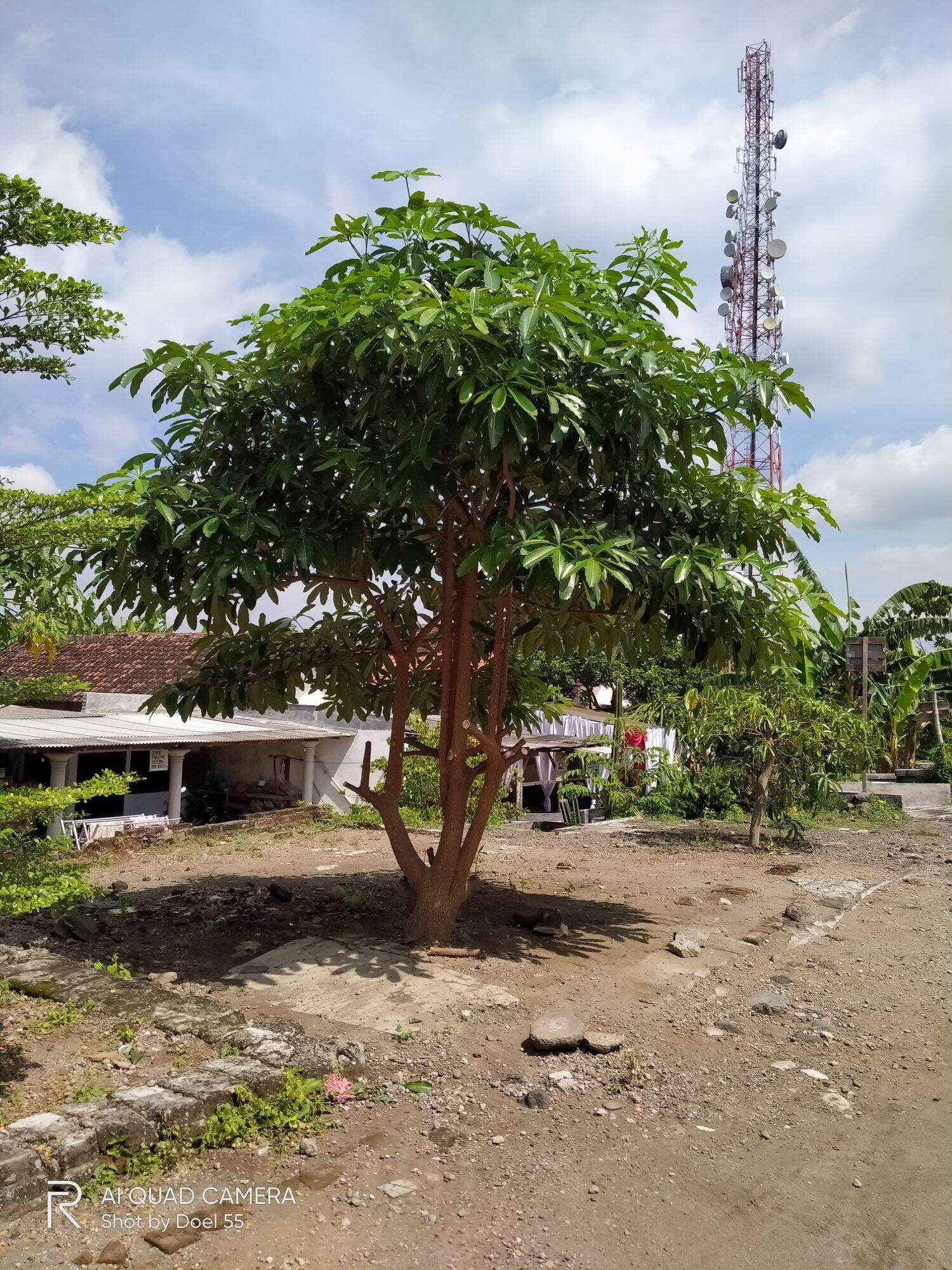 Bibit Pohon Pule Tanaman Pelindung Dan Bahan Bonsai | Lazada Indonesia