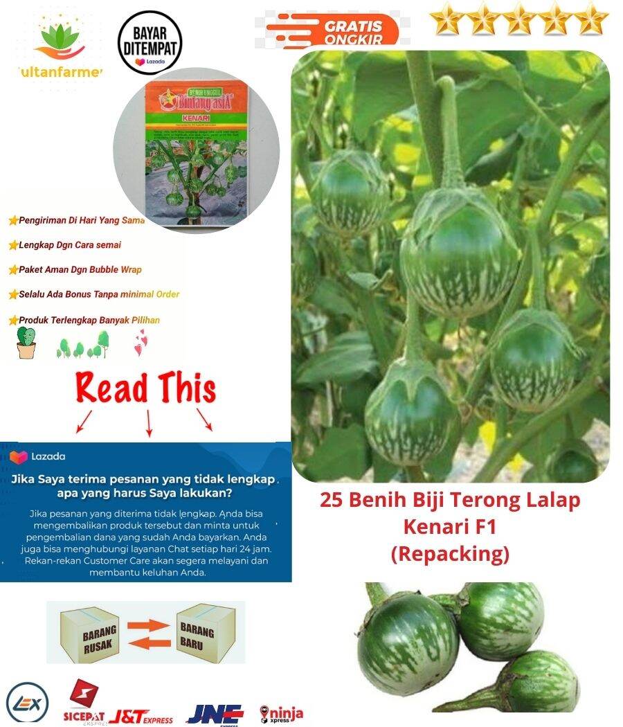 25 Benih Biji Terong Lalap Kenari F1 (Repacking) | Lazada Indonesia
