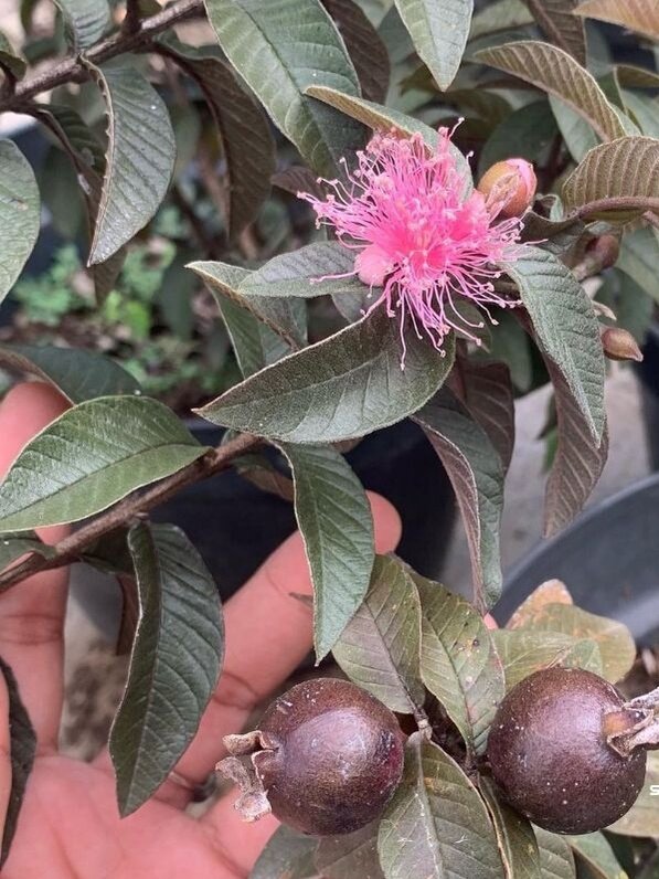 Tanaman jambu kerikil super red mudah berbuah | Lazada Indonesia