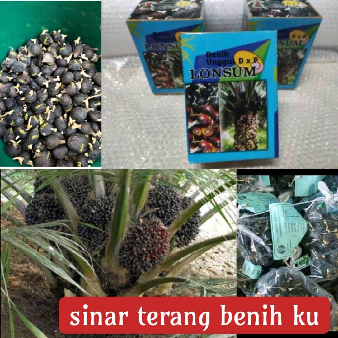 bibit kecambah kelapa sawit Lonsum unggulan | Lazada Indonesia