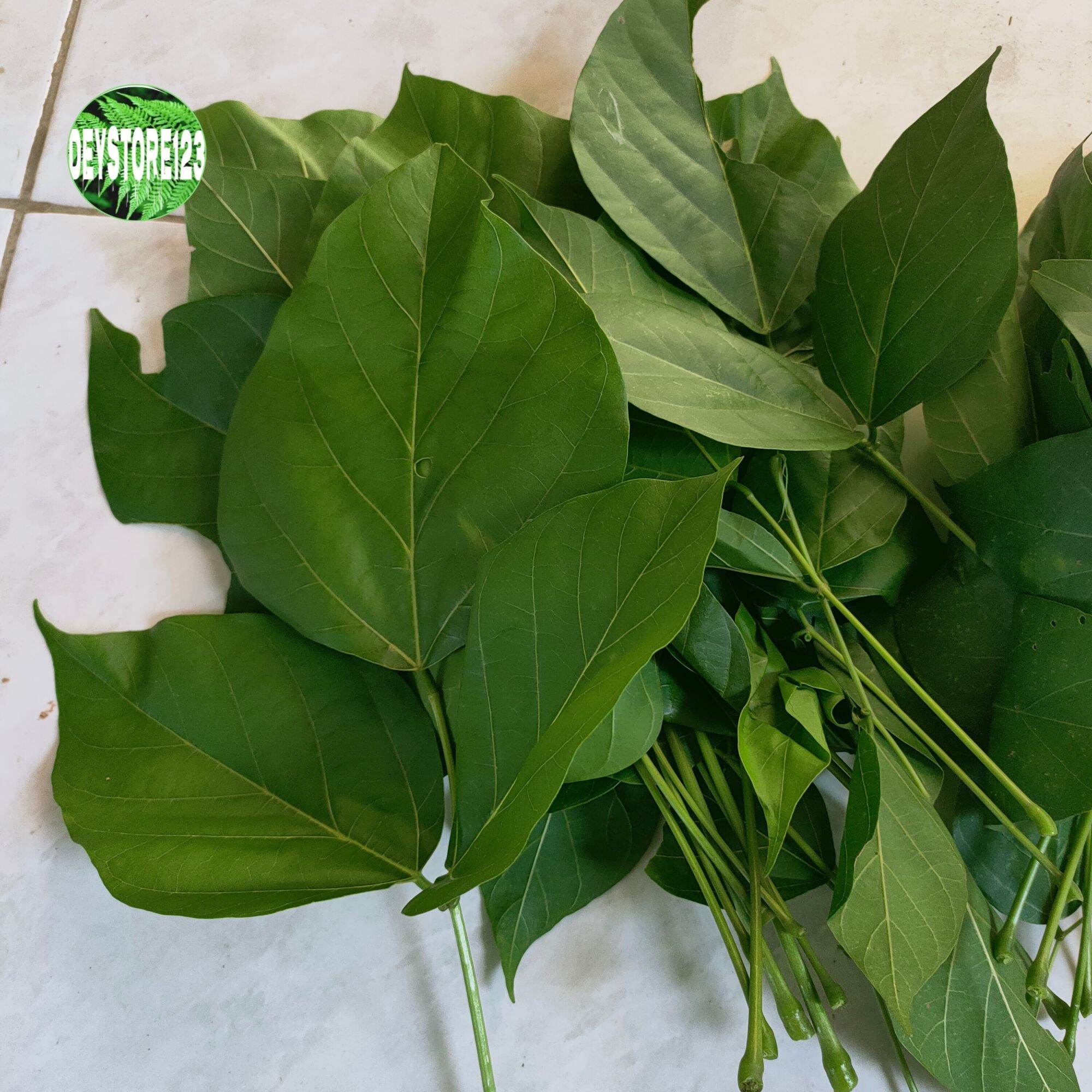 daun dadap serep segar 500 Grm baru petik | Lazada Indonesia