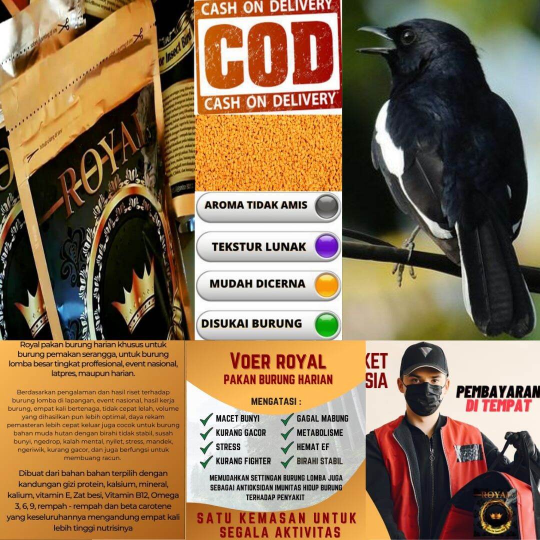 voer royal pakan burung kacer | Lazada Indonesia