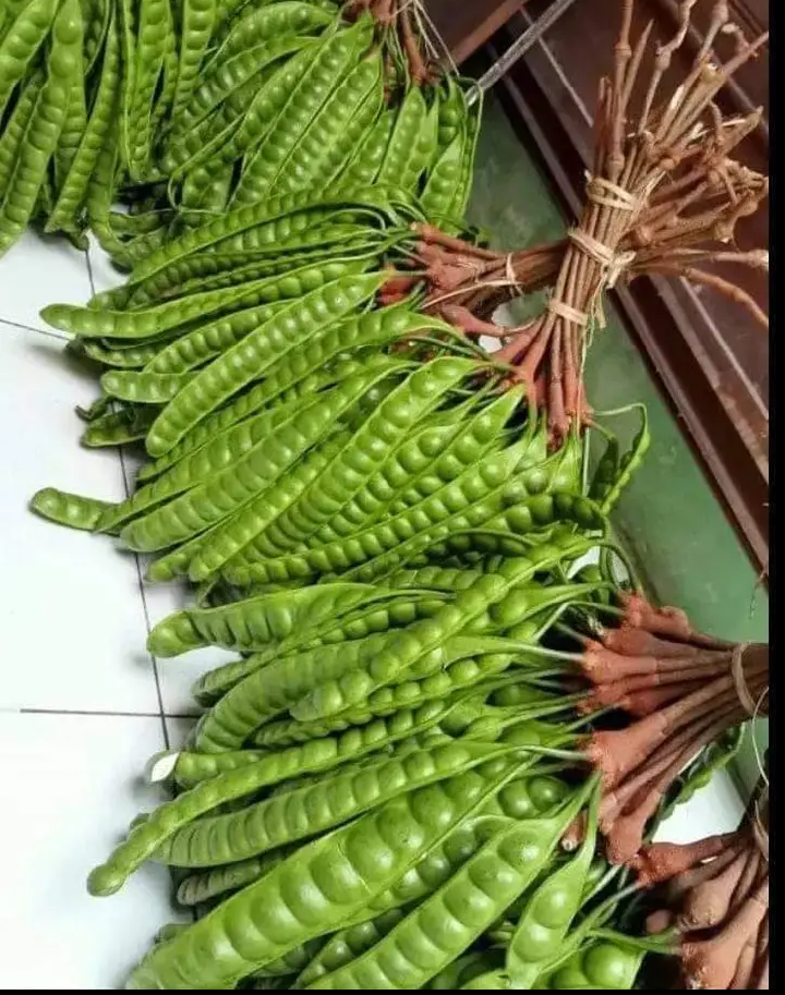petai super tua seikat isi 10 papan | Lazada Indonesia