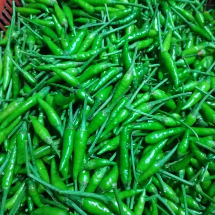 100 BUTIR BIJI/BENIH CABE RAWIT HIJAU ACUNG CAPLAK | Lazada Indonesia