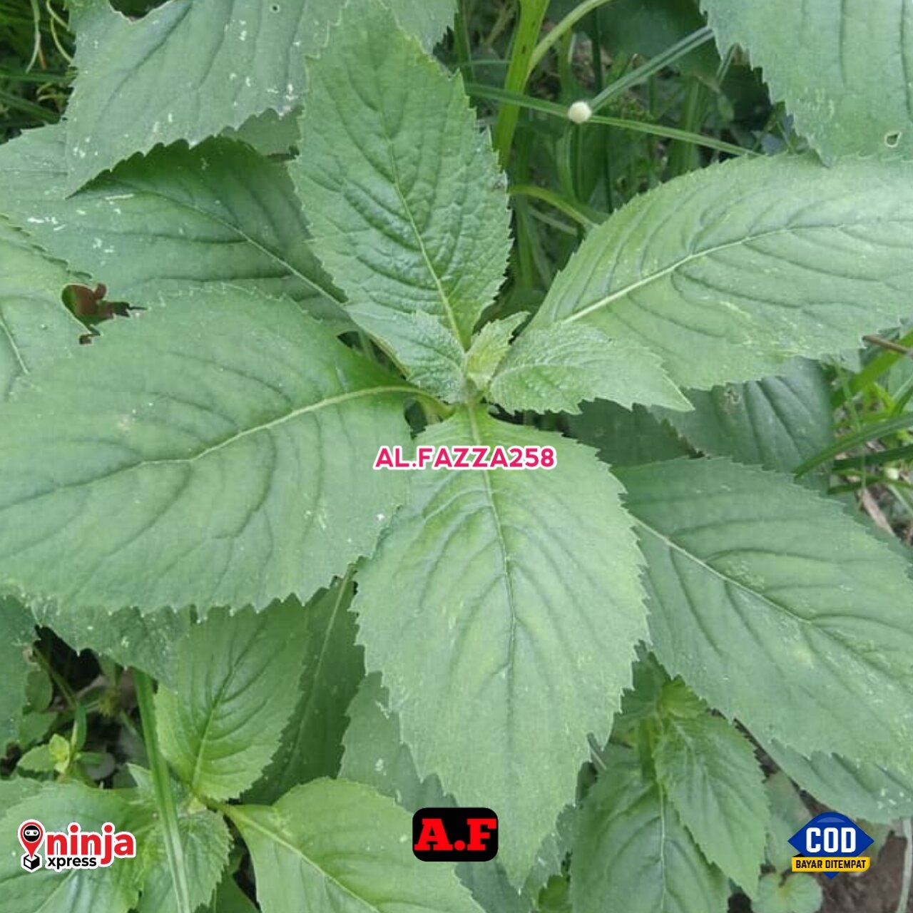 daun sintrong segar atau daun jalintrong 500 gram herbal | Lazada Indonesia