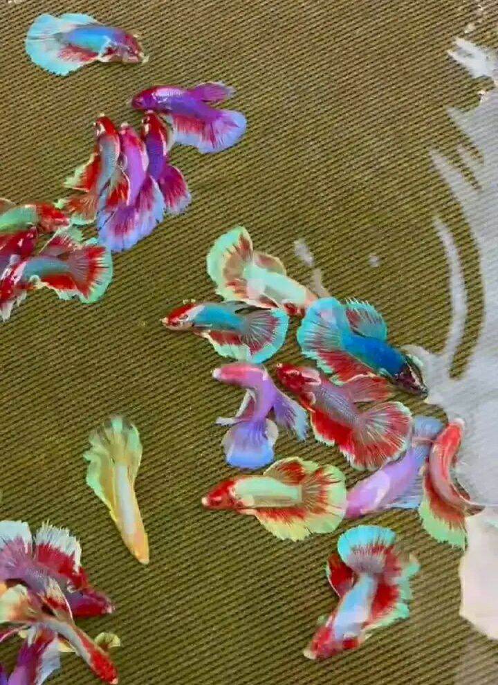 Toko Resmi Aneka Pakan Fish Hias Online | Lazada.co.id