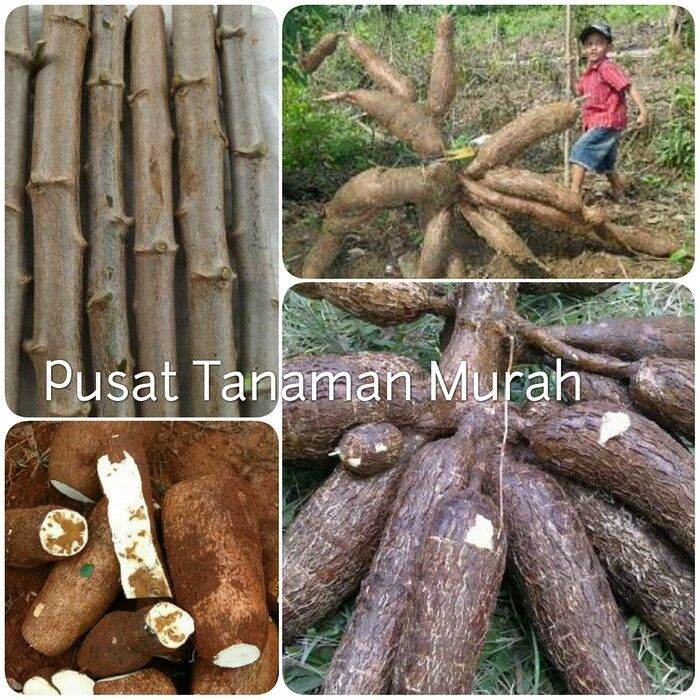 0BIBIT/BENIH SINGKONG/KETELA POHON KETAN SUPER | Lazada Indonesia