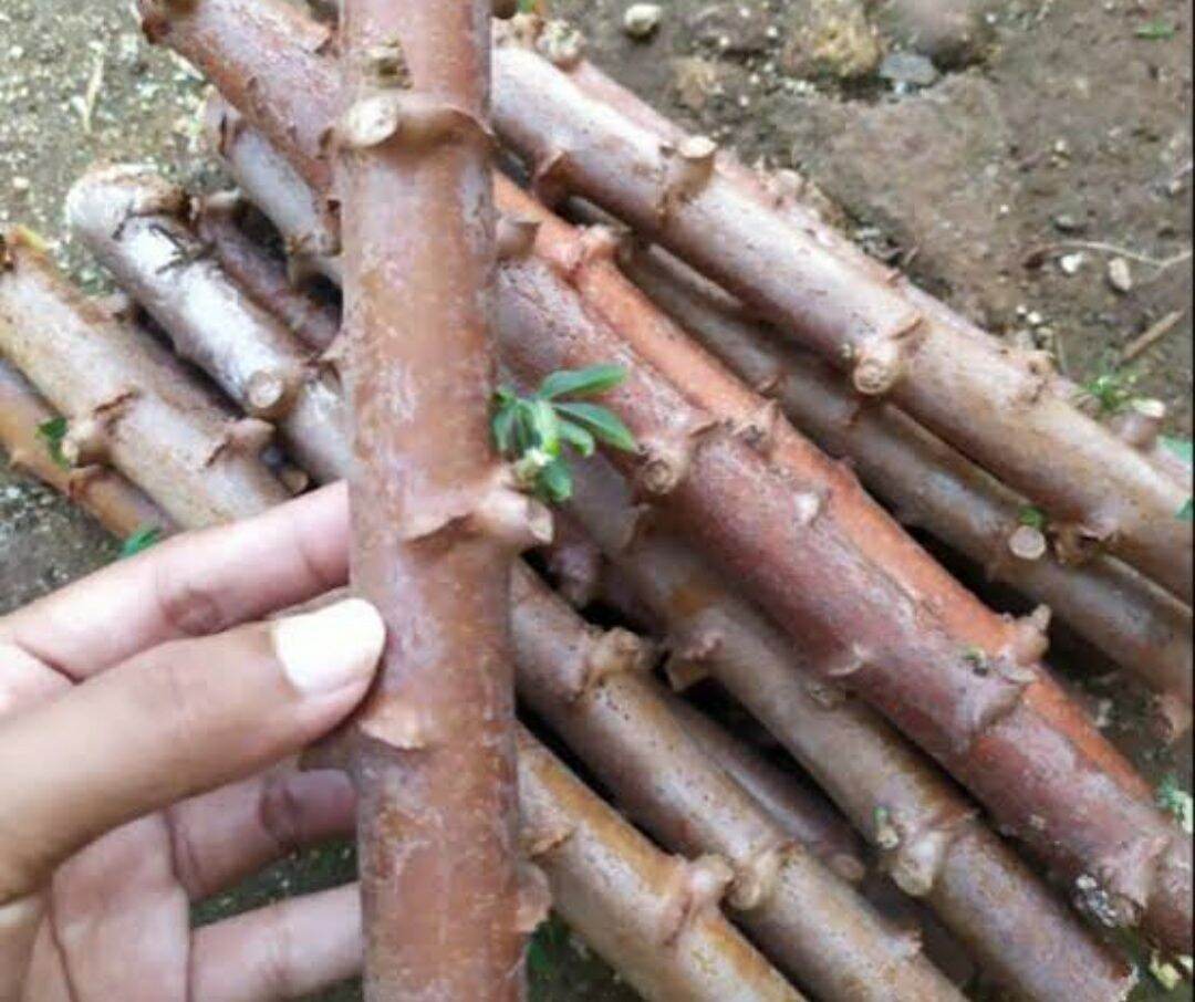 Bibit stek singkong alami 3 paket/singong putih/ singkong madu/singkong ...