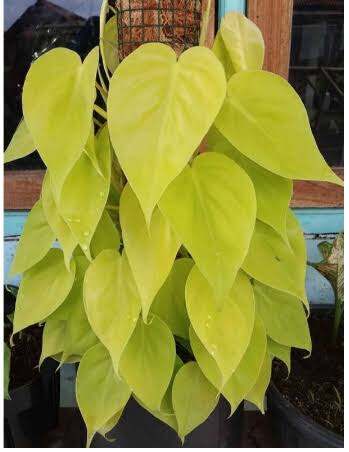 bibit sirih gading kuning atau sirih lemon sudah hidup dan berakar ...