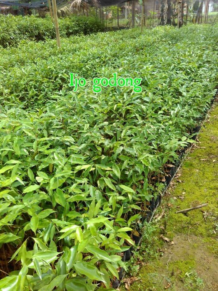 paket bibit gaharu aqualaria malacensis 50 pohon tinggi tanaman 50cm ...