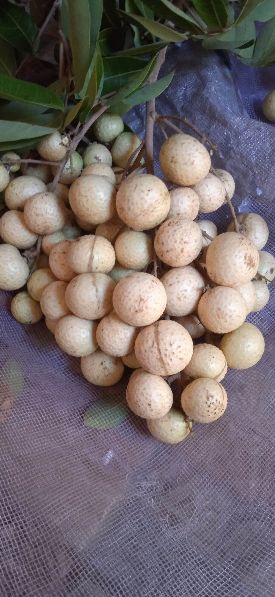 buah kelengkeng aroma durian # lengkeng aroma duria | Lazada Indonesia