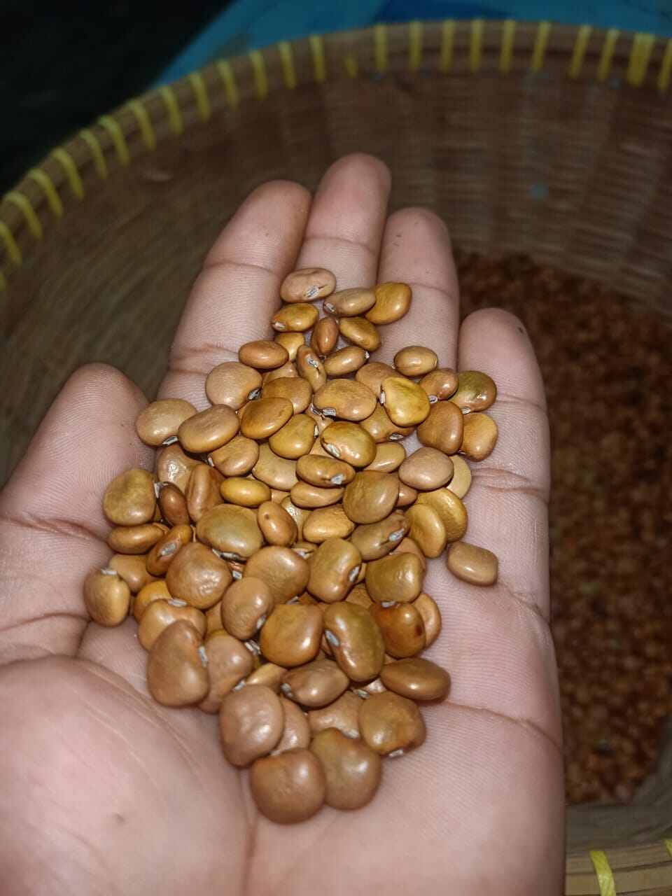Bibit/Benih Bengkoang Berat ( 10 kg ) | Lazada Indonesia