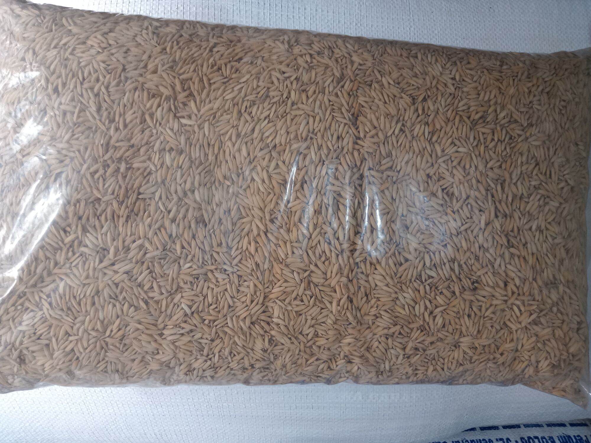 Benih padi unggul DENOK SUPER kemasan 5kg | Lazada Indonesia