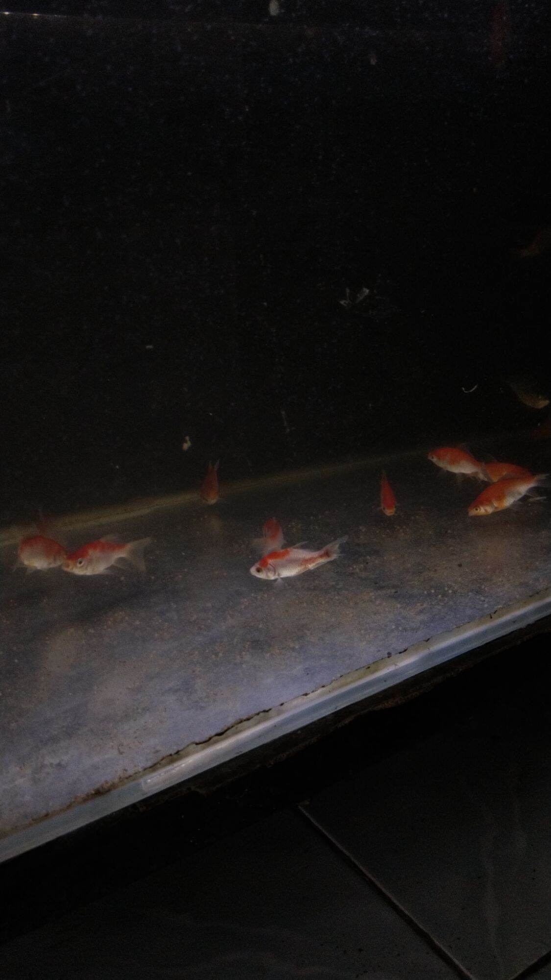 Ikan Komet Slayer Hitam