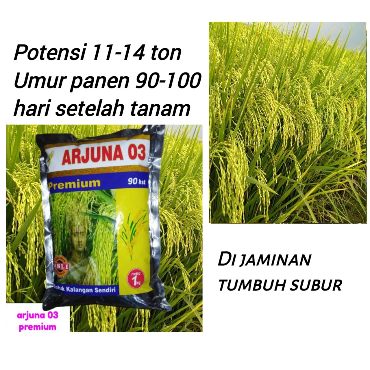 Benih Padi Arjuna 03 asli berkwalitas premium super bernas | Lazada ...