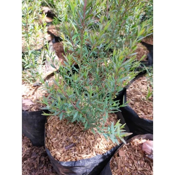 Tanaman minyak kayu putih - tanaman herbal kayu putih | Lazada Indonesia