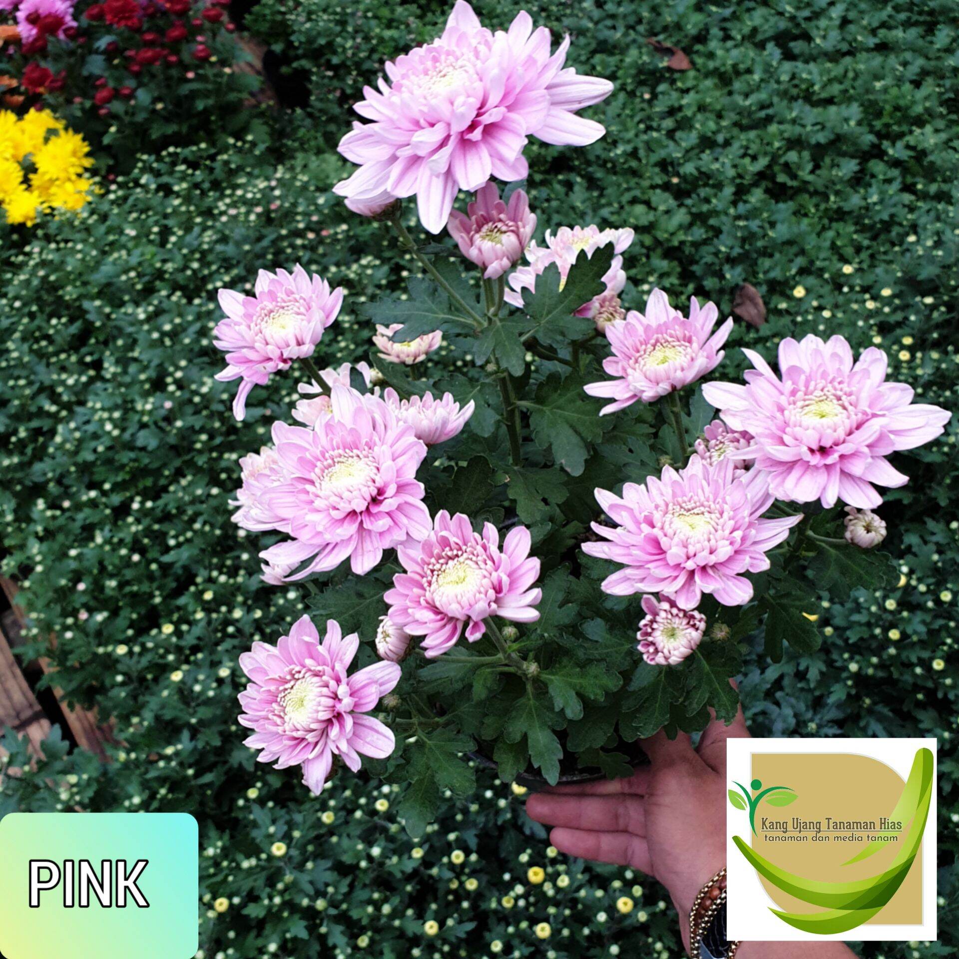 TANAMAN HIAS HIDUP | BUNGA KRISAN ASTER ( READY 11 WARNA ) MURAH & GRATIS ONGKIR | Ready ...