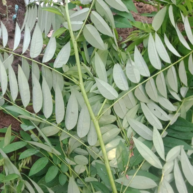 Daun indigofera muda segar fressh 1kg | Lazada Indonesia