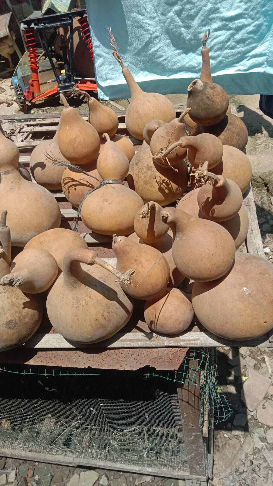 labu botol labu guci kering | Lazada Indonesia