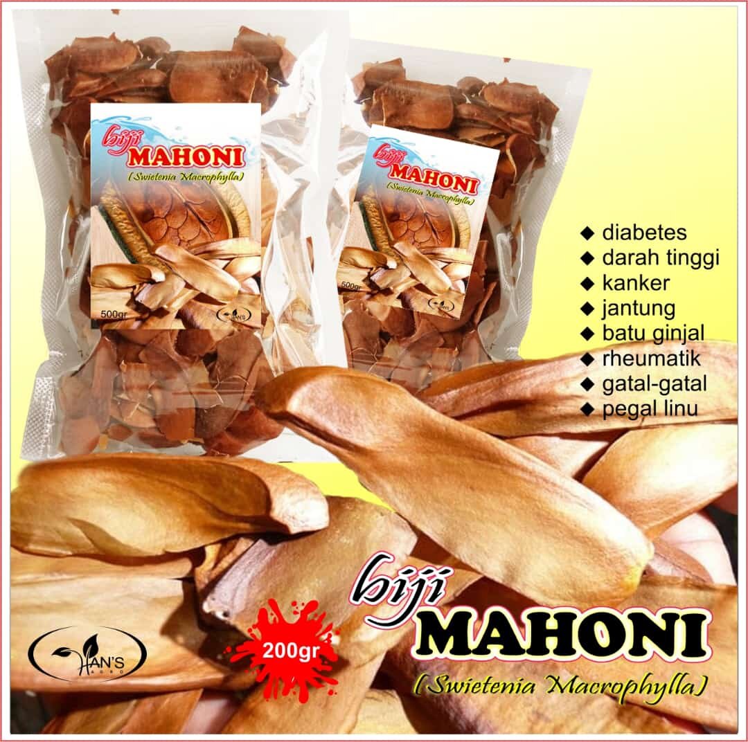 Biji mahoni/biji buah mahoni/tua pohon dan kering(diabetes, darah ...