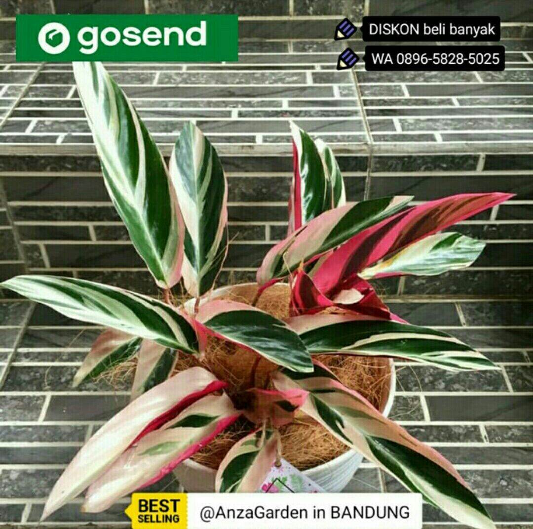 Tanaman Hias Calathea Three Color Maranta Bali | Lazada Indonesia