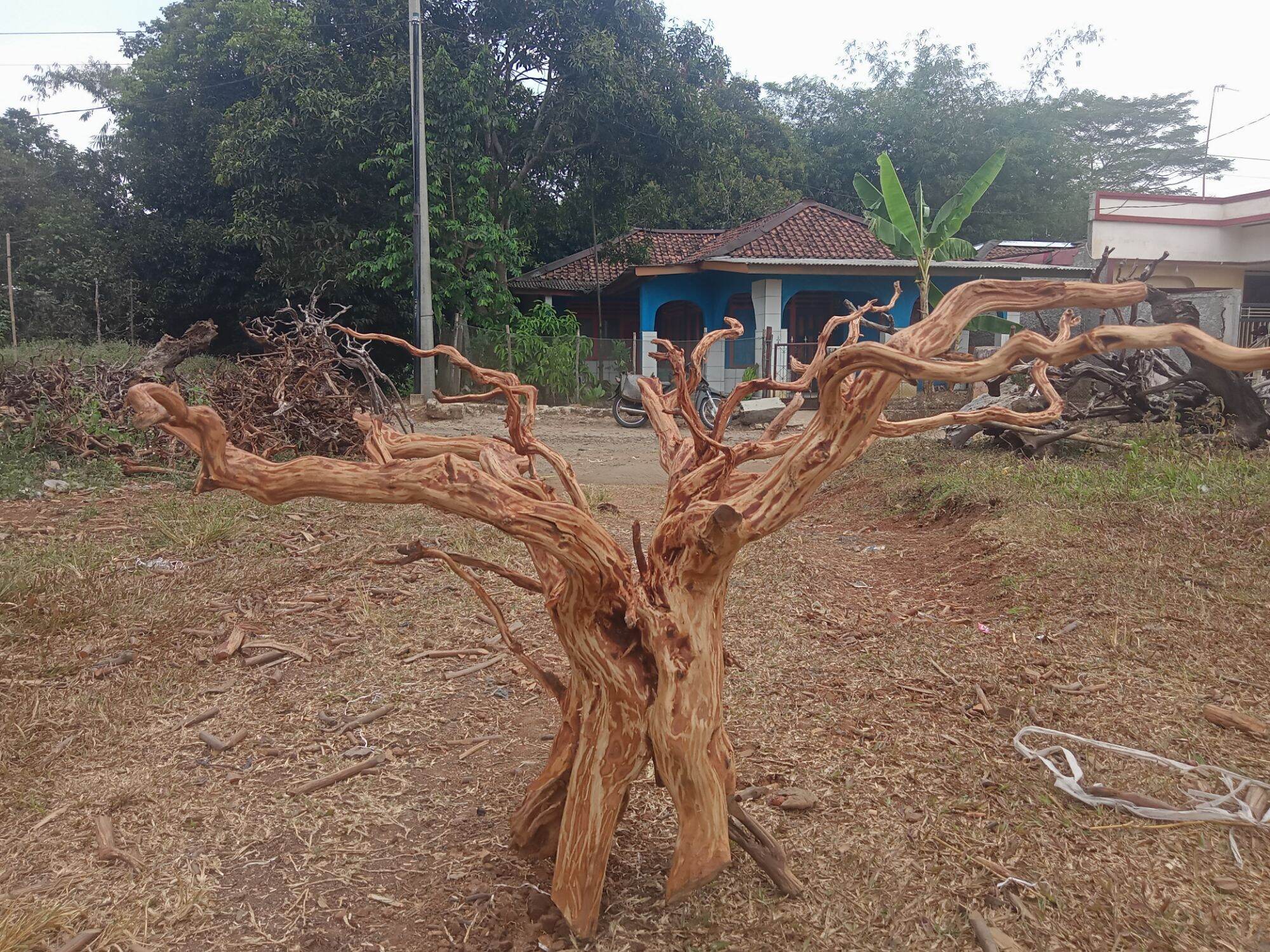 akar Rasamala super jumbo hiasan aquarium-aquascape | Lazada Indonesia