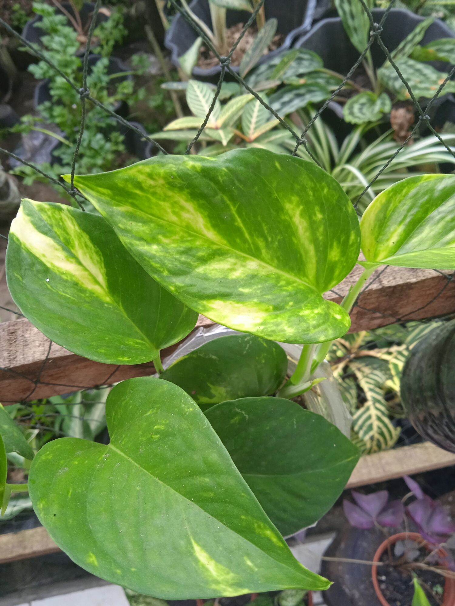 tanaman hias sirih belanda. sirih varigata | Lazada Indonesia