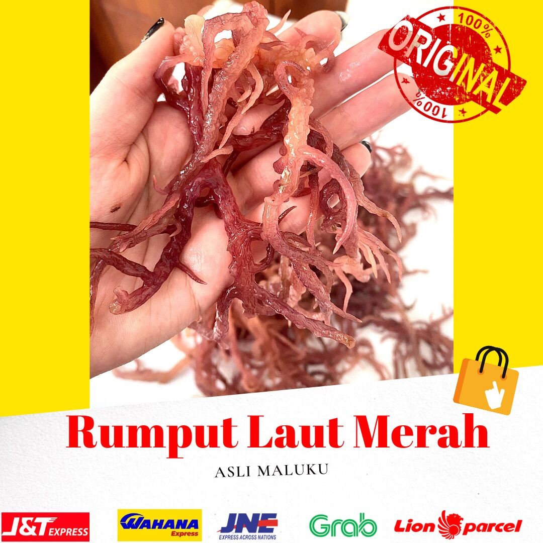 500 gr RUMPUT LAUT MERAH KERING (Eucheuma cottonii) sea moss euchema ...