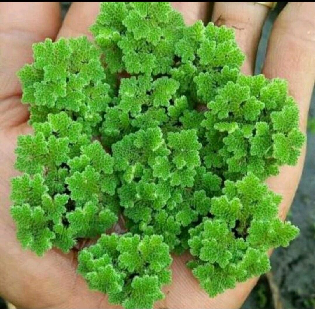 Bibit Azolla Microphylia berat(Per 700 gram Azolla + paking) , Rumput ...