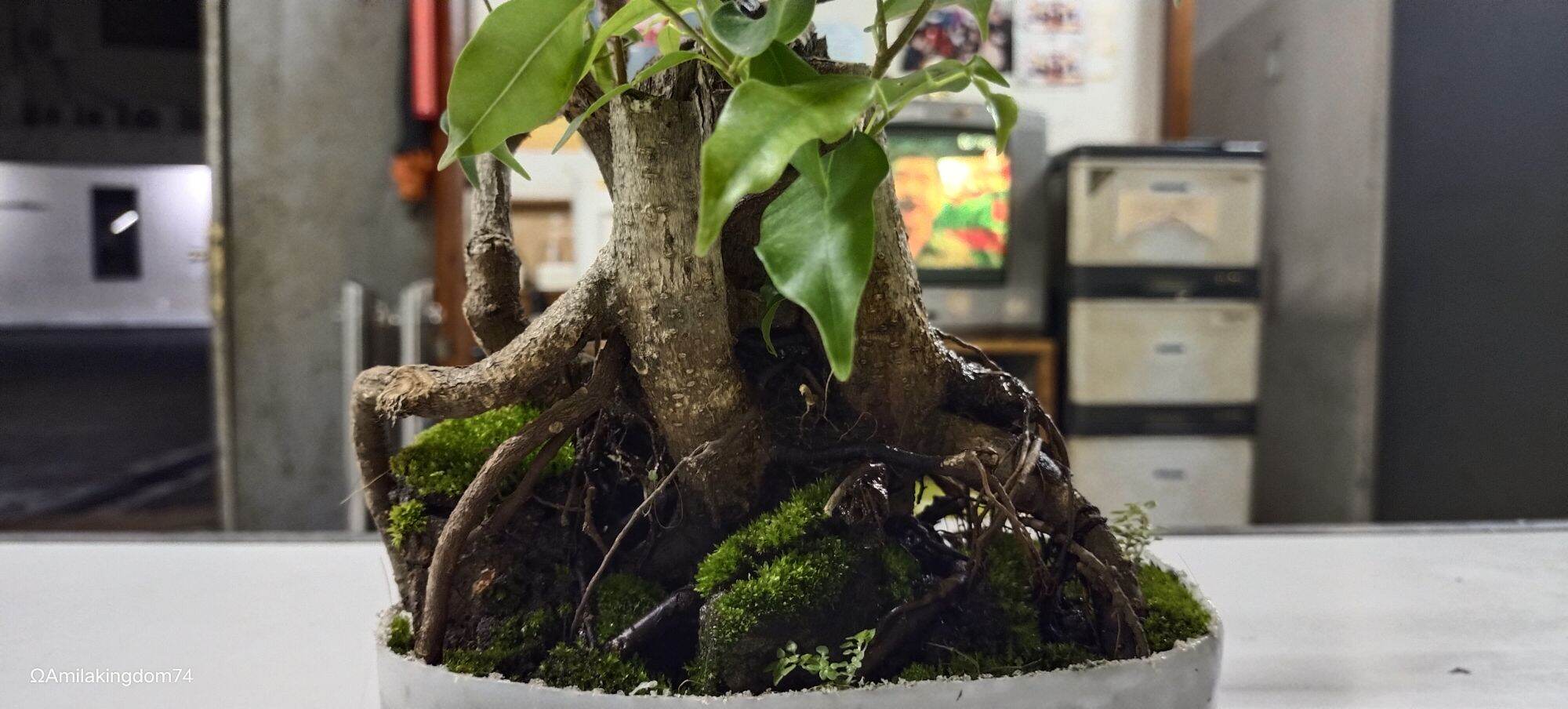 Bibit Bonsai "pohon beringin" | Lazada Indonesia