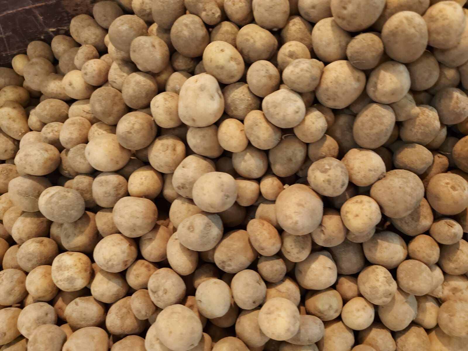 KENTANG DIENG UKURAN RENDANG 1 KG | Lazada Indonesia