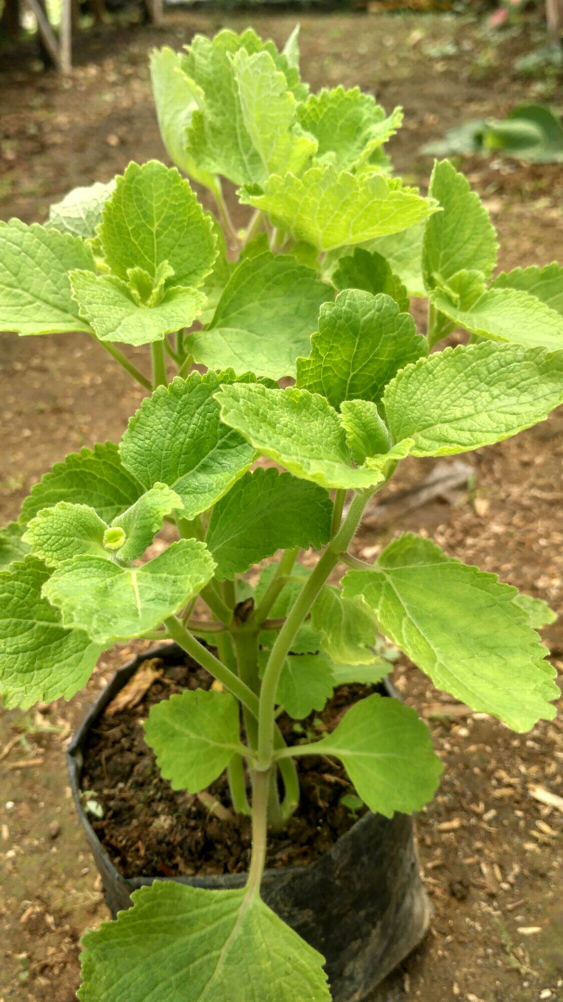 Bibit Tanaman Daun Bangun Bangun Torbangun | Lazada Indonesia