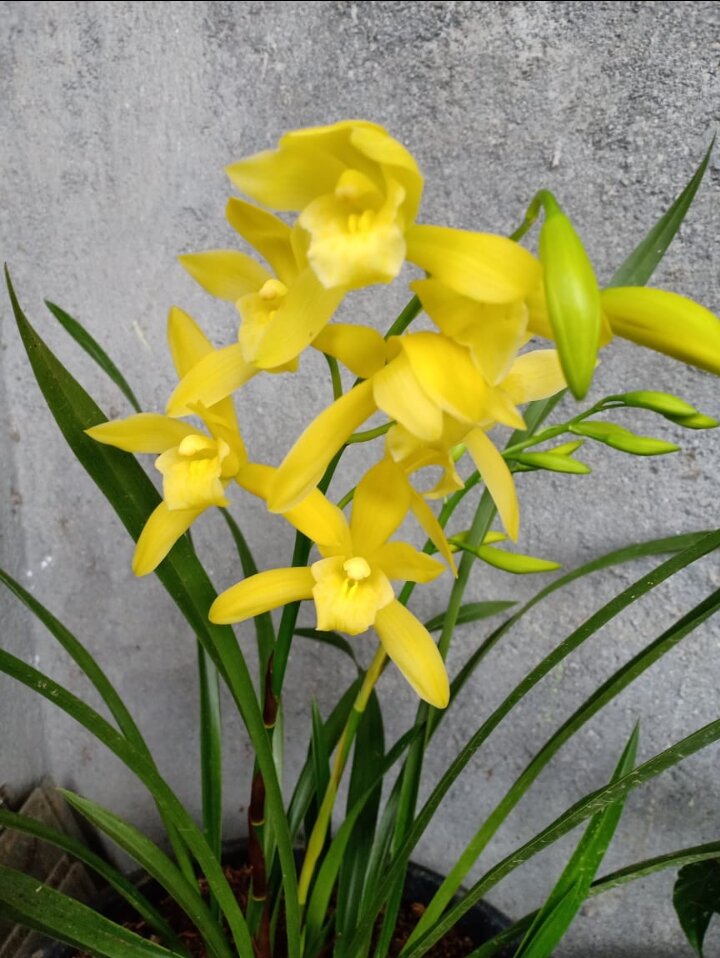 Anggrek tanah harga per/ 3 btg Bunga Anggrek Golden Boy tanaman hidup ...